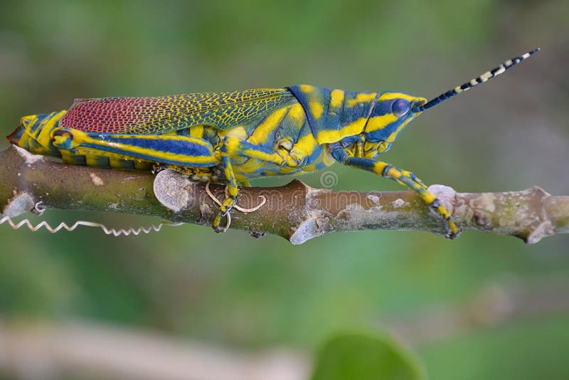 Geschilderde Sprinkhaan: Insect Stock Afbeelding - Image of kleur, gras ...