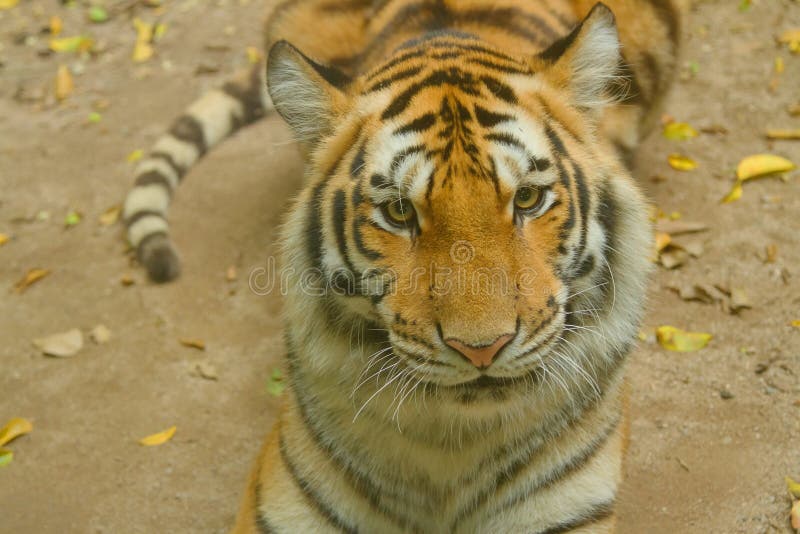 Gesicht Des Sibirischen Tigers Im Dschungel Stockfoto - Bild von ...