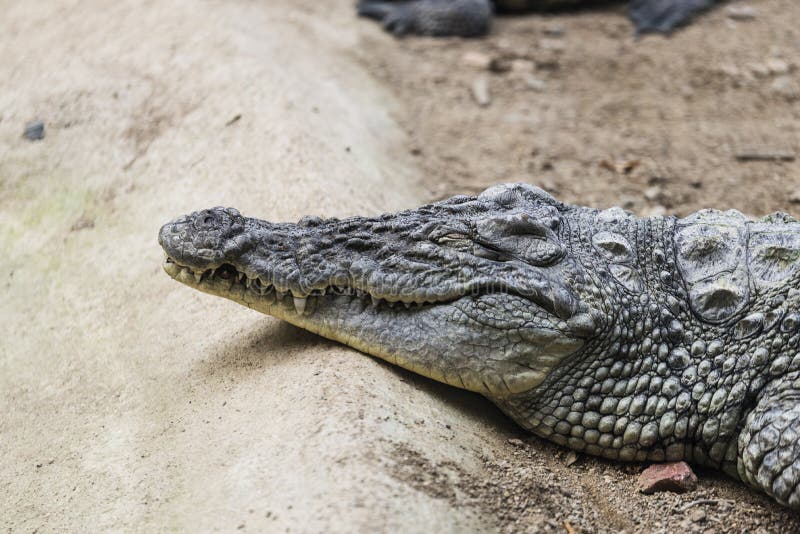 Omhoog Gesloten Van De Huid Van De Krokodil In Turkooise Blauwe Kleur ...