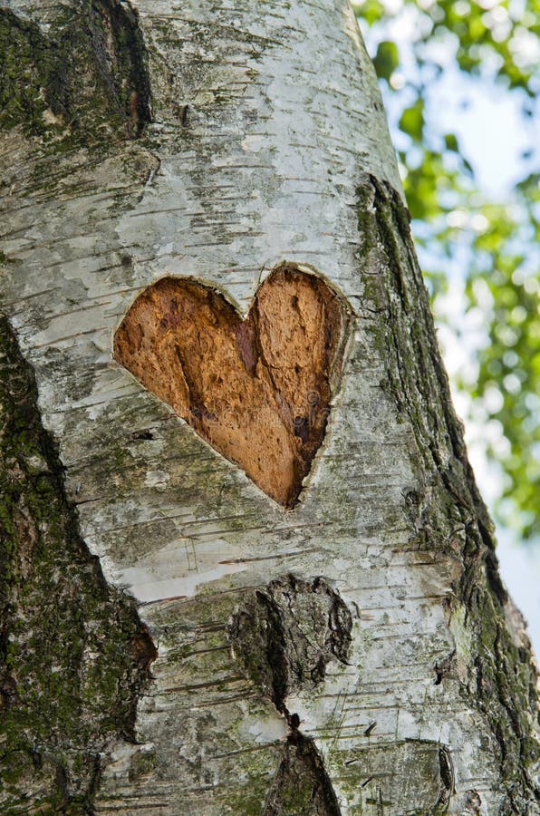 Hart in De Schors Van Een Boom Wordt Gesneden Die. Stock Afbeelding ...