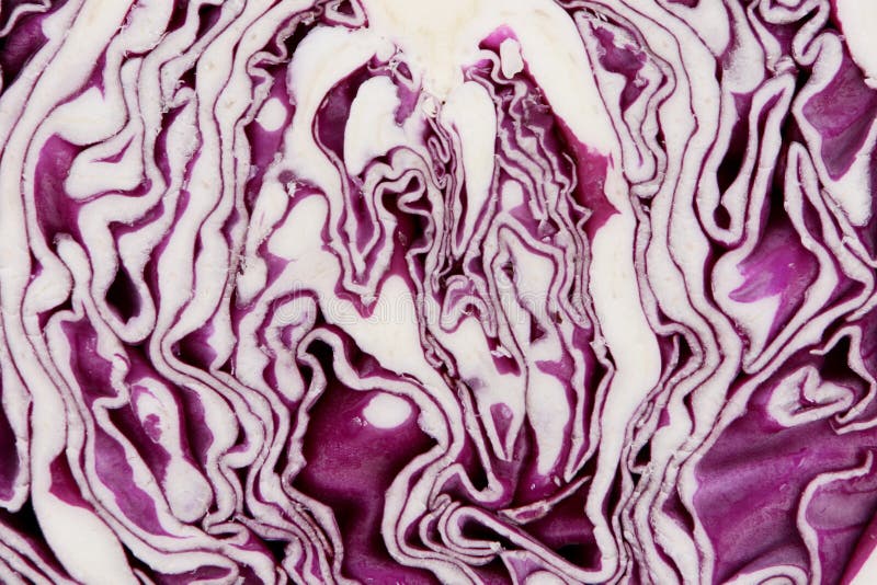 Gesneden Rode Kool stock foto. Image of gezond, eten, blauw - 3241232