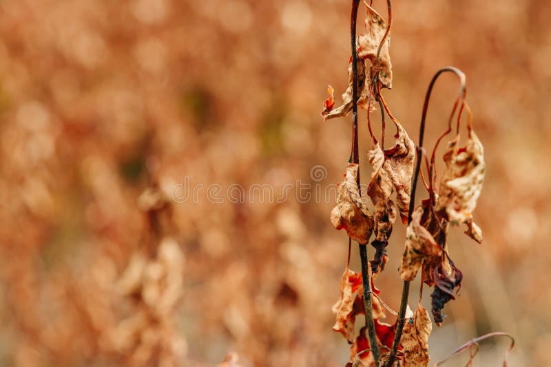 Dode planten stock afbeelding. Image of plantkunde, mooi - 218080497