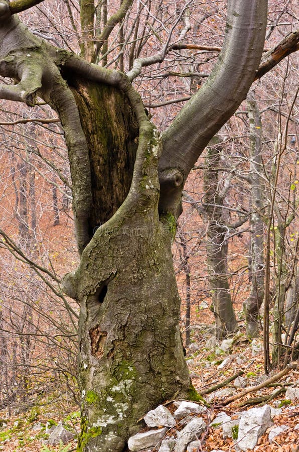 Gespenstischer Alter Buchenbaum Mitten in Dem Gebirgswald Stockbild ...