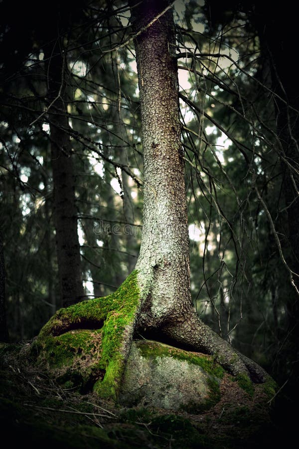 Gespenstischer Baum Mit Moos Stockfoto - Bild von umgebung, magie: 23793220