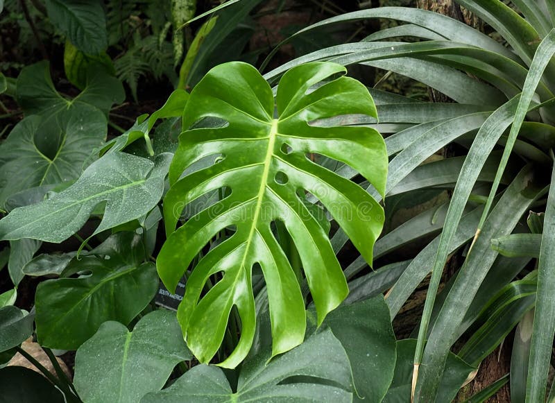 Gespleten Blad Philodendron of Monstera Deliciosa Stock Foto - Image of ...