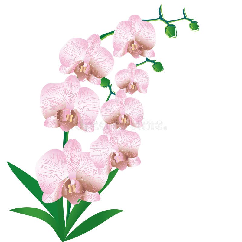 Gestileerde orchidee vector illustratie. Illustration of boomstam ...