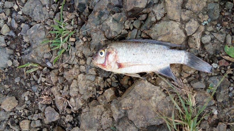 Gestorbene Fische stockbild. Bild von gestorben, teich - 77716975