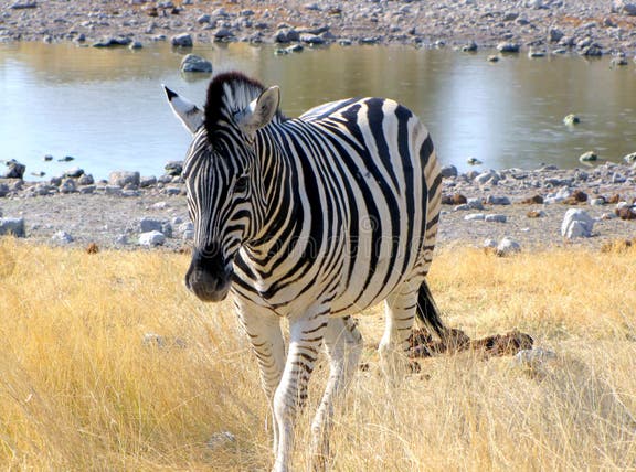 Gestreept stock afbeelding. Image of safari, reserveren - 12191901