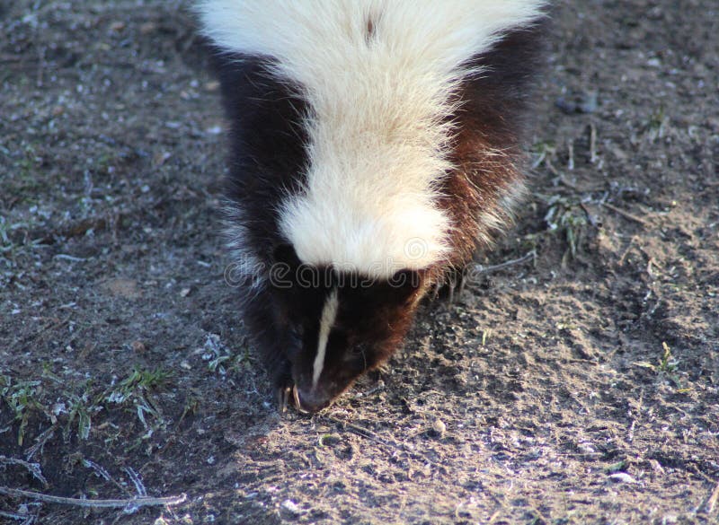 Gestreepte stinkdieren stock foto. Image of wild, leefgebied - 89098996