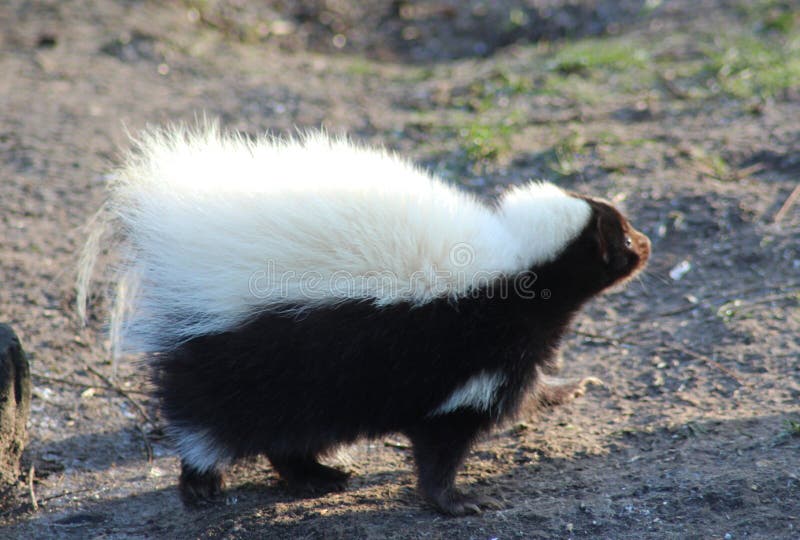 Gestreepte skunk drinkt stock foto. Image of stinkdieren - 84989418