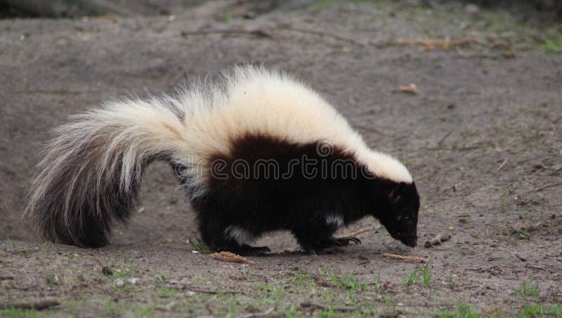 Gestreepte stinkdieren stock foto. Image of wild, leefgebied - 89098996