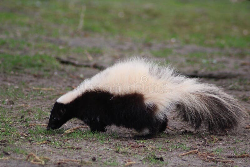 Het Gestreepte Stinkdier Drinken Stock Foto - Image of stinkdieren ...