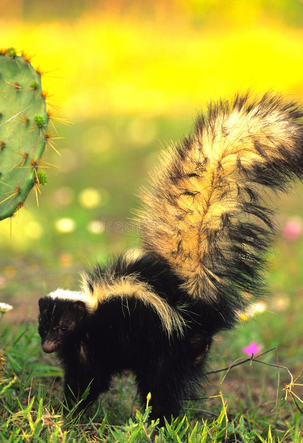 Gestreept Stinkdier stock foto. Image of texas, stinkdier - 8994778