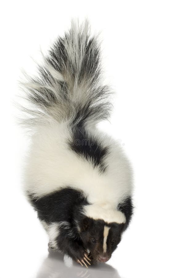 Vleermuisskunk - Mephitis Mephitis Stock Foto - Image of smelten ...