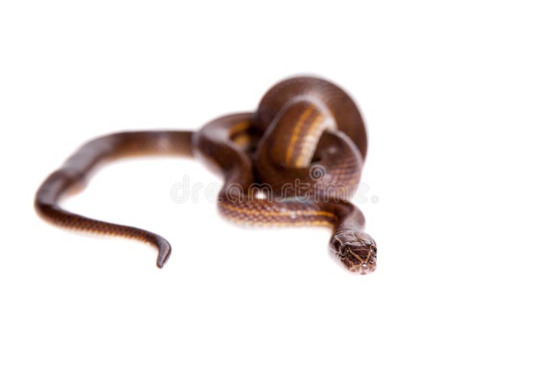 Gestreepte Huisslang Op Witte Achtergrond Stock Foto - Image of afrika ...