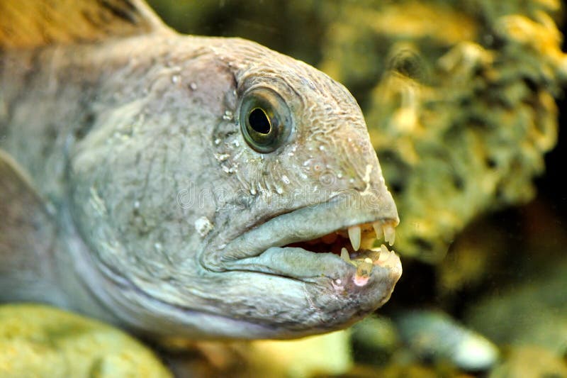 Gestreepte katvis stock afbeelding. Image of vissen, tand - 27003667