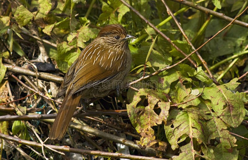 Gestreepte Lijstergaai, Striated Laughingthrush, Garrulax Striatus ...