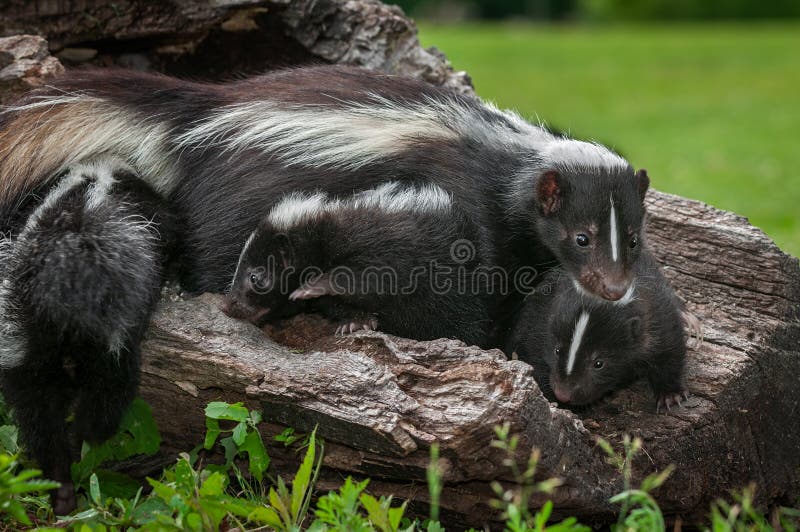 Mephitis En De Uitrusting Van Mephitis Van Het Moeder Gestreepte ...