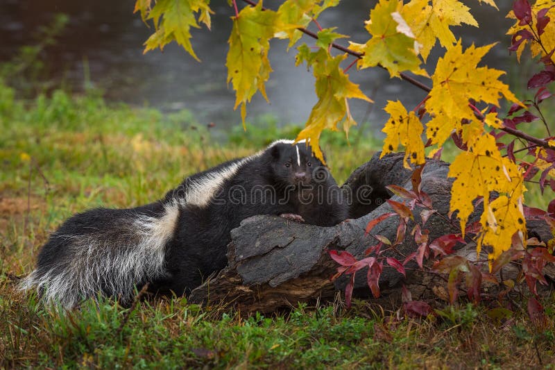 Gestreepte Mephitissnuifjes Van Stinkdiermephitis in Gras Stock ...
