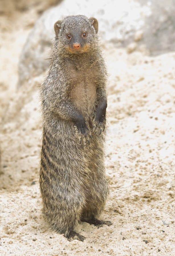 Gestreepte Mongoes (Gestreepte Mongoes) Stock Afbeelding - Image of ...