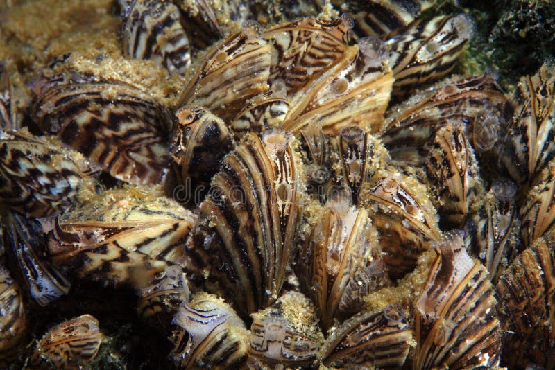 Gestreepte Mosselen Op Bodem Van Een Pijler Stock Foto - Image of ...