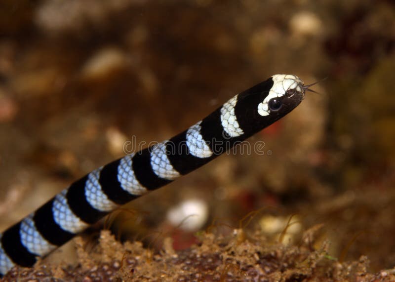 Gestreepte overzeese slang stock afbeelding. Image of koraal - 6962167