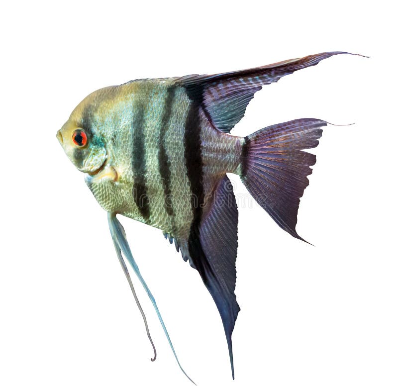 Gestreifte Fische Mit Langen Flossen Stockbild - Bild von fische, klein ...