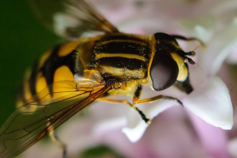 Gestreifte Fliege stockfoto. Bild von schönheit, nave - 47729544
