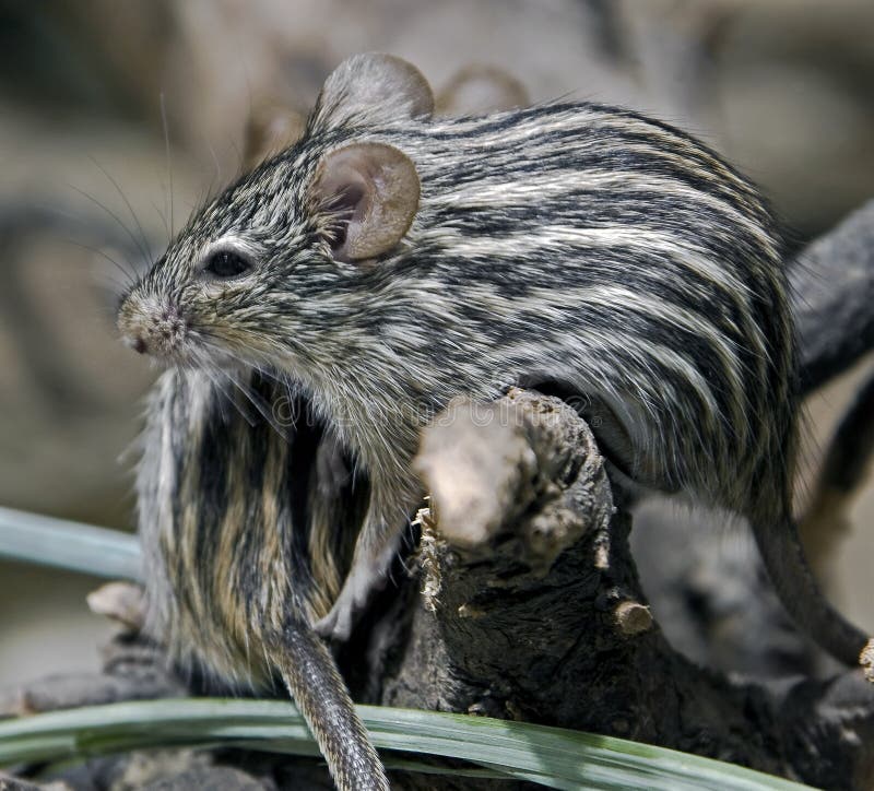 Grasmaus mit Streifen 1 stockfoto. Bild von maus, afrika - 245458686