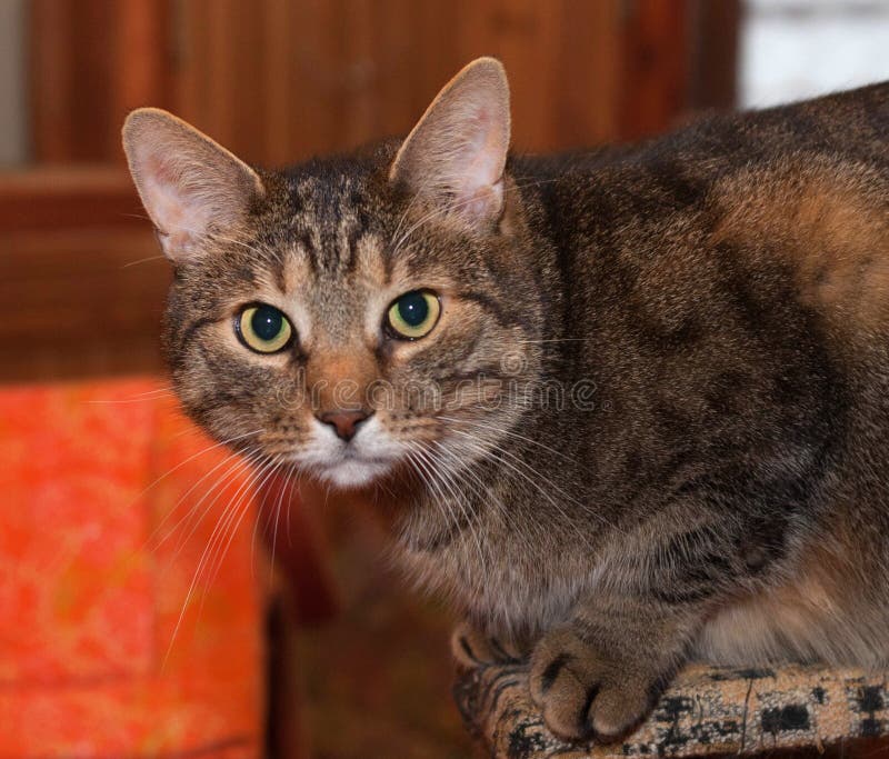 Gestreifte Katze, Die Auf Seinen Hinterbeinen, Die Vorderpfote ...