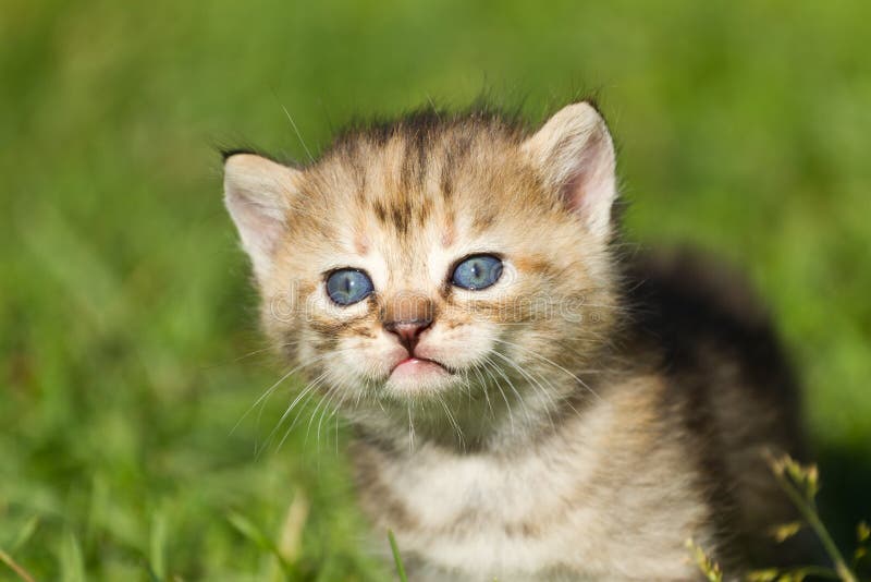 Gestreifte Babykatze stockbild. Bild von katze, sitting - 36502611