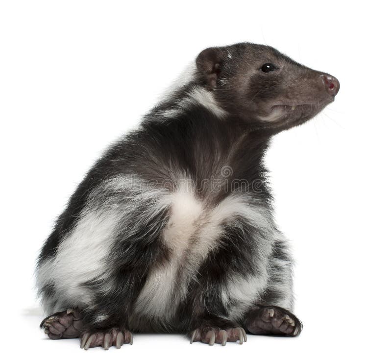 Gestreiftes Stinktier - Mephitis Mephitis Stockbild - Bild von heck ...