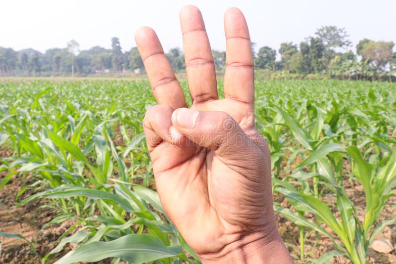 Gesture with Finger on Maize Farm Stock Photo - Image of conceptual ...