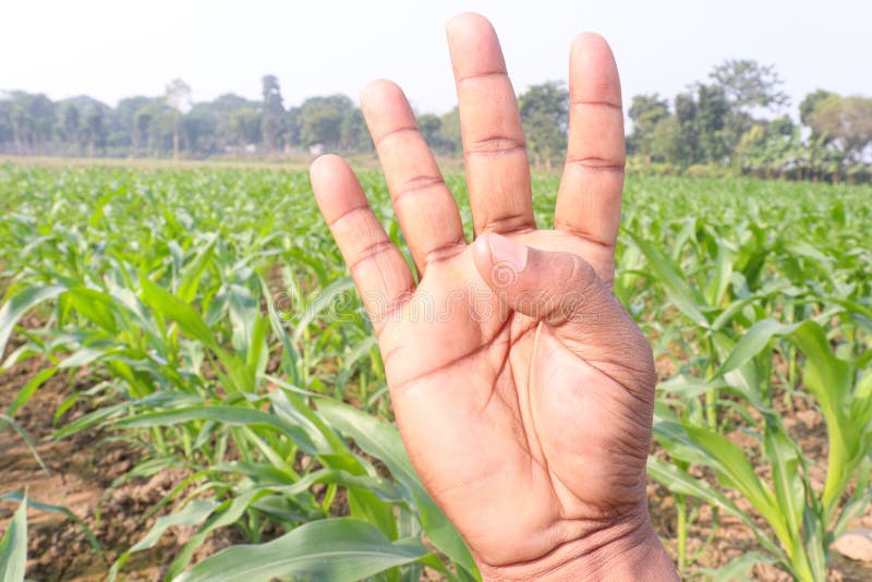 Gesture with Finger on Maize Farm Stock Photo - Image of signs, party ...