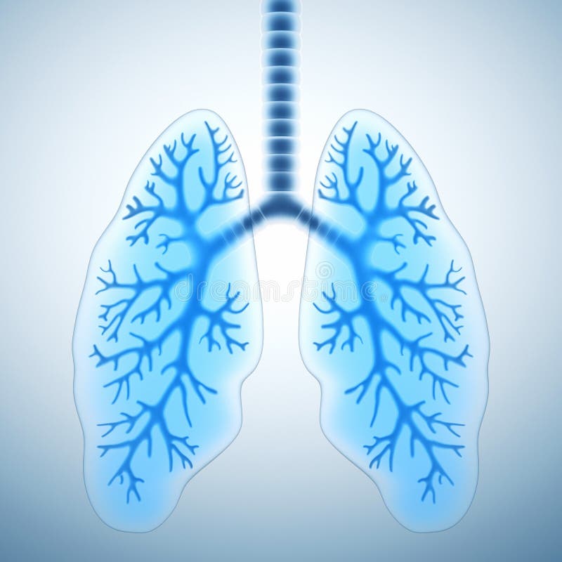 Gesunde Lungen stock abbildung. Illustration von abbildung - 49549896