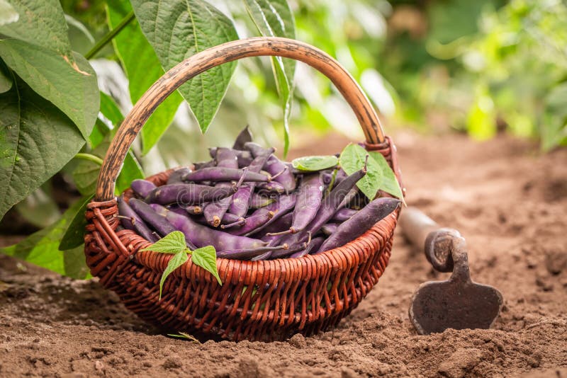 Gesunde Rote Bohnen in Einem Weidenkorb Auf Dem Feld Stockbild - Bild ...