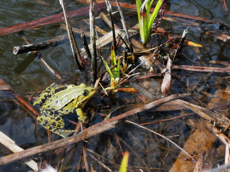 Frogged Stock Photos - Free & Royalty-Free Stock Photos from Dreamstime