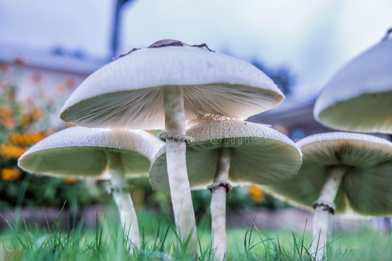 Get a Little Shade Under the Toadstool Stock Image - Image of shade ...