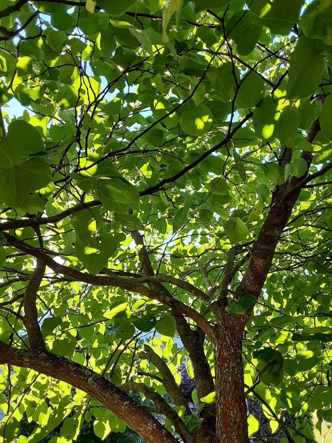 Get lost in the trees stock photo. Image of grove, produce - 237947952