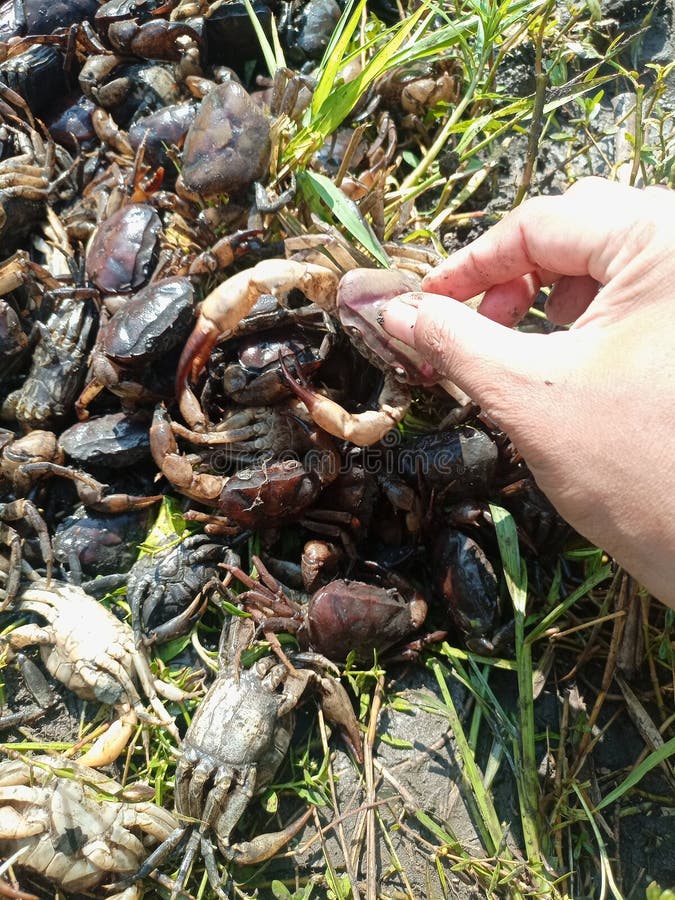 Diedcrab Stock Photos - Free & Royalty-Free Stock Photos from Dreamstime