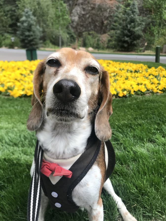 Get my good side stock photo. Image of good, side, beagle - 120996776