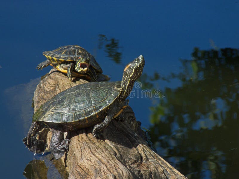 Get off! stock photo. Image of turn, birling, mouth, turtle - 13218714