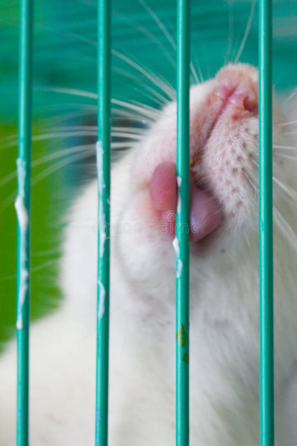 Get Off the Bag on Self-isolation. Stay at Home Stock Photo - Image of ...