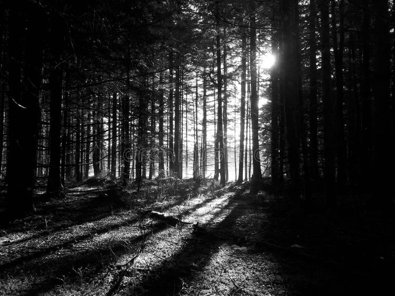 Get out of the wood stock image. Image of wood, catch - 166224247