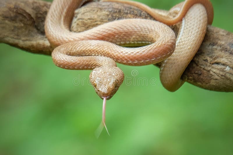 Get Ready, Pink Viper, Mangrove Viper Stock Photo - Image of forest ...
