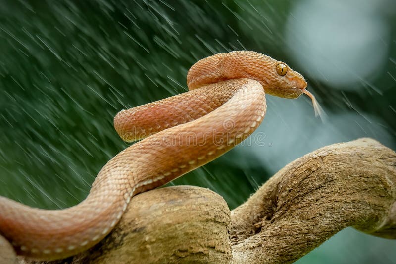 Get Ready, Pink Viper, Mangrove Viper Stock Image - Image of ecosystem ...