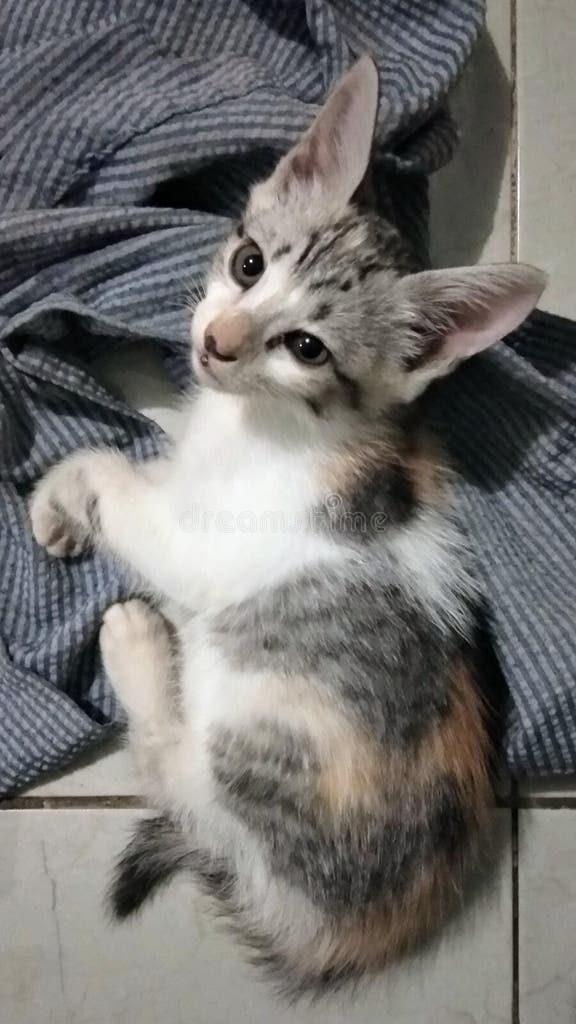 Get ready for sleep stock photo. Image of ready, cute - 375813142