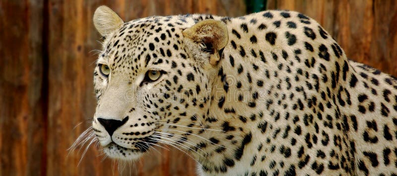 Get ready to attack stock photo. Image of power, africa - 16358086