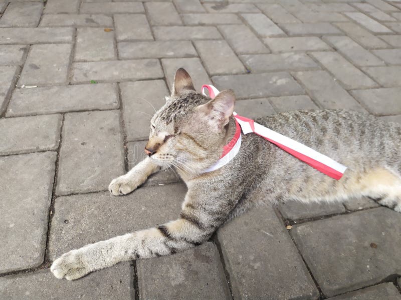 Get Ready To Take Part in the Race Stock Photo - Image of ready, race ...