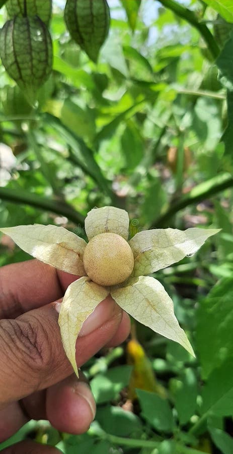 Get To Know the Medicinal Plants of Ciplukan Fruit Stock Photo - Image ...